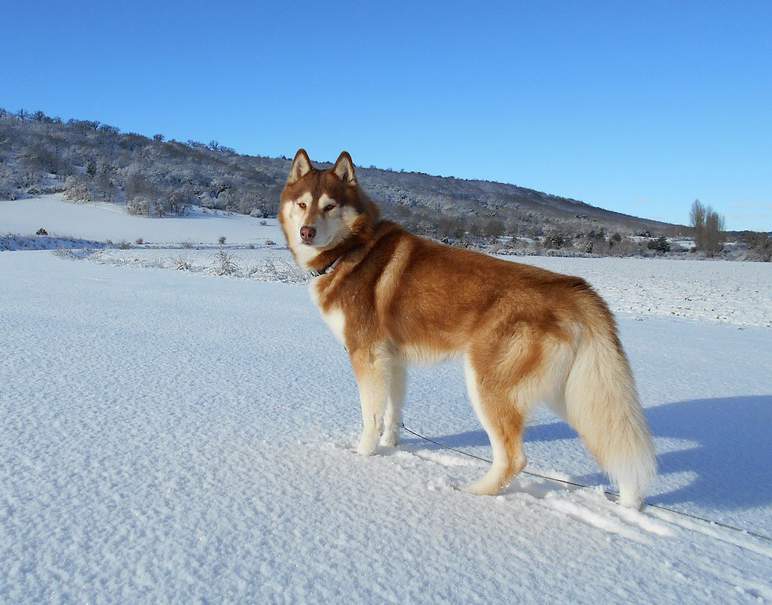 Dreaming of a Husky - dream interpretation - Dream Symbolism