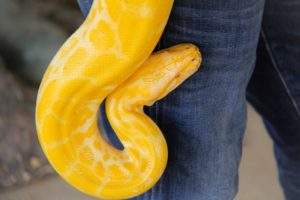 Python in dreams - meaning and explanation - Dream Symbolism